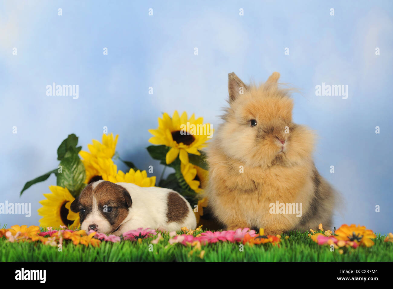 Young jack rabbit hi-res stock photography and images - Alamy