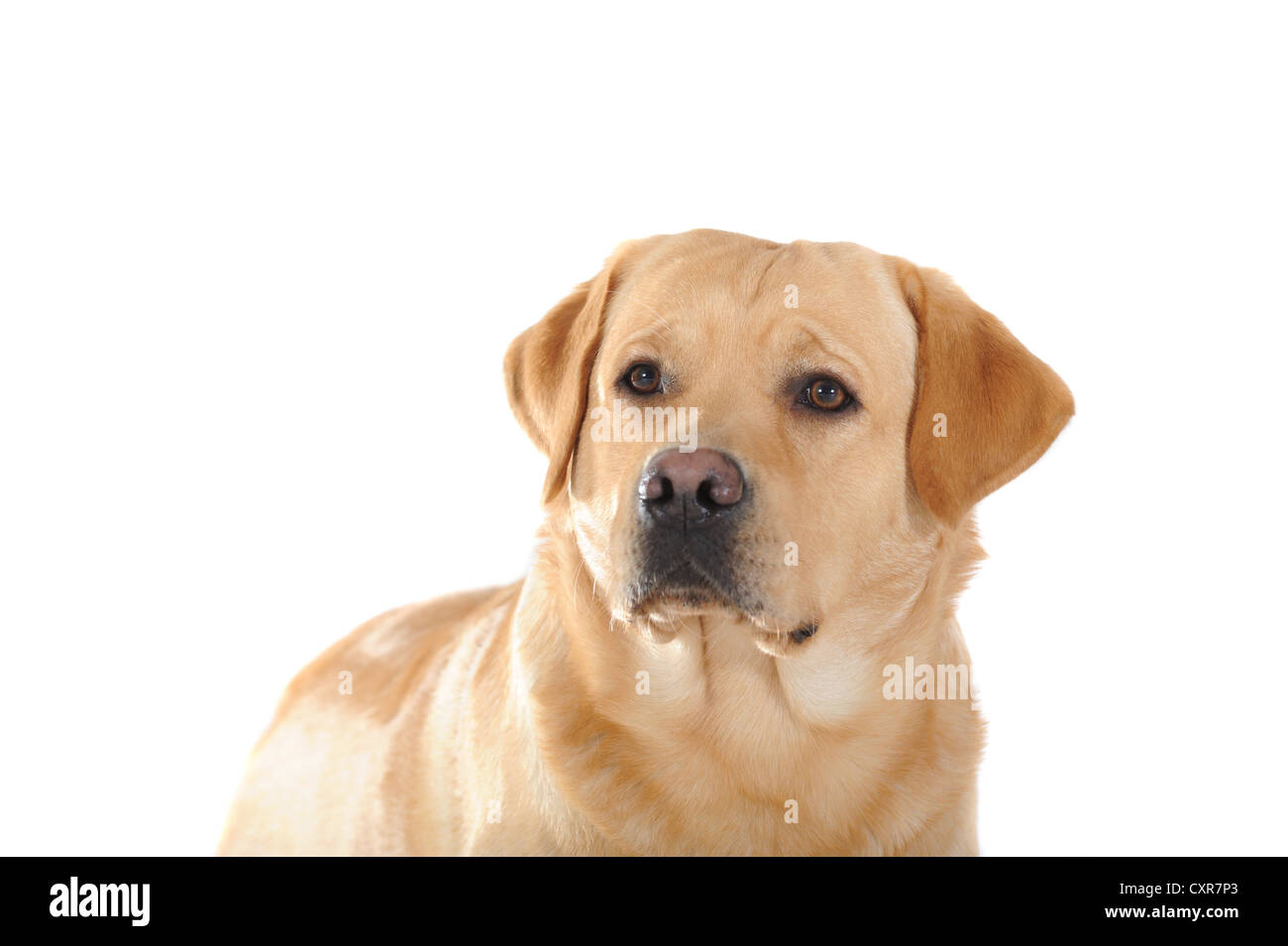 Yellow Labrador Retriever Stock Photo - Alamy