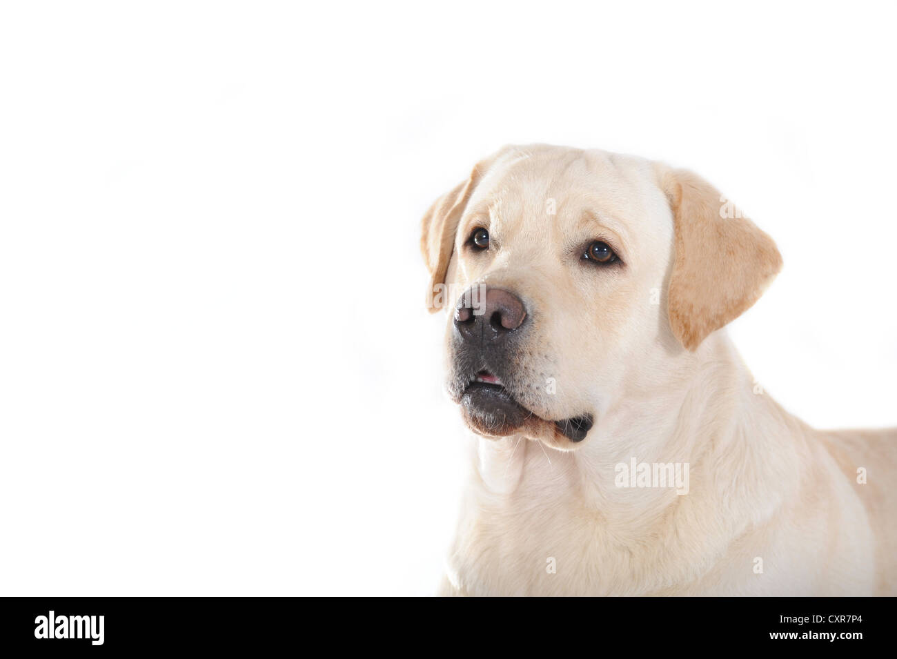 Yellow Labrador Retriever, portrait Stock Photo - Alamy