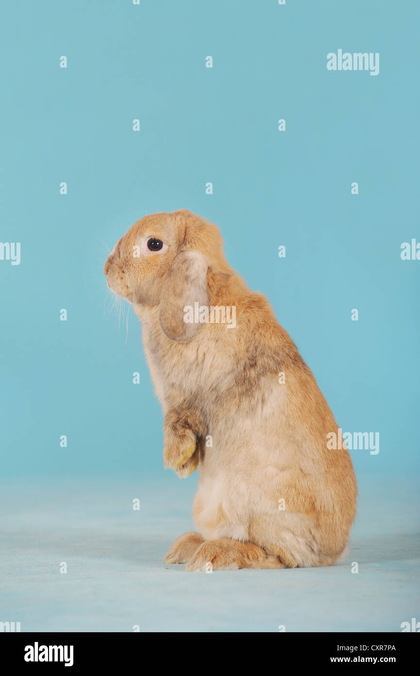 Brown Mini Lop Rabbits
