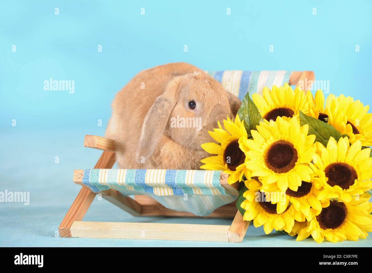 Mini lop hi-res stock photography and images - Alamy