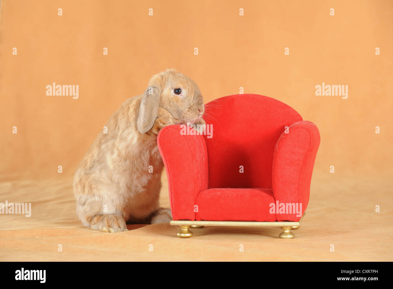 Dwarf lop rabbit hi-res stock photography and images - Alamy