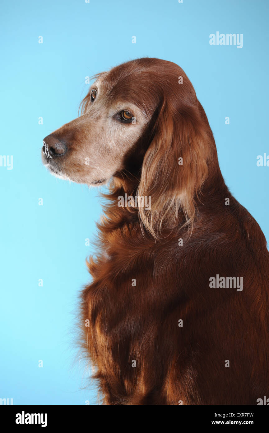 Irish Setter, portrait Stock Photo - Alamy