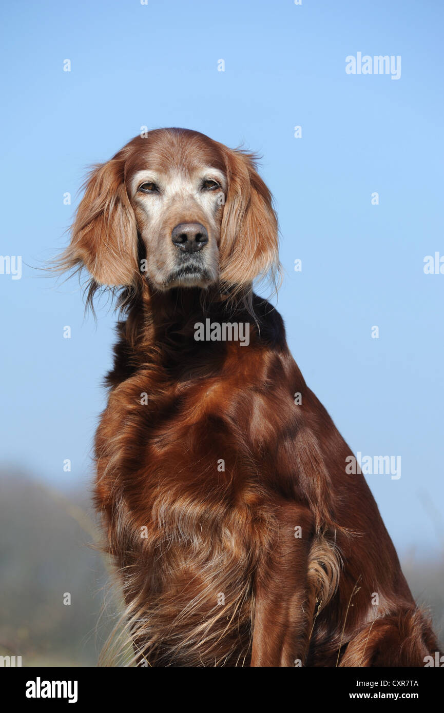 Setter outdoor hi-res stock photography and images - Alamy