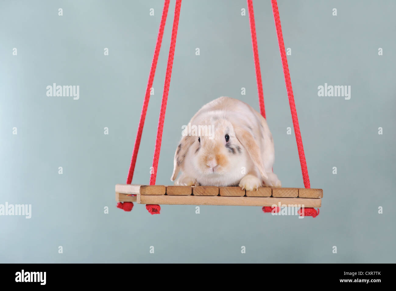 Spotted long eared rabbit sitting on a swing Stock Photo - Alamy