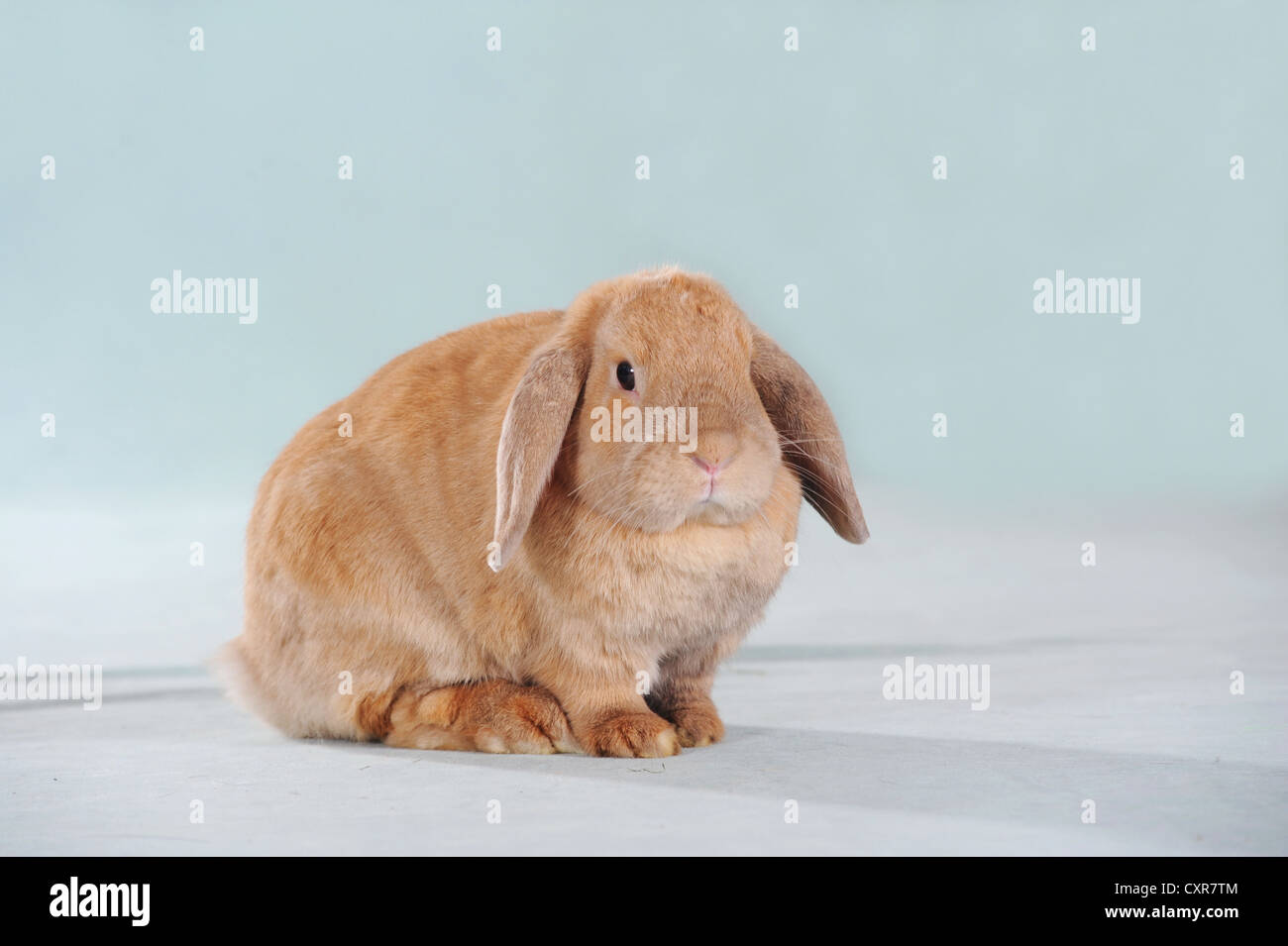 Brown long eared rabbit Stock Photo - Alamy