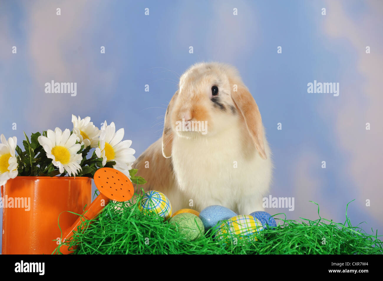 Spotted long eared rabbit sitting next to Easter eggs Stock Photo - Alamy