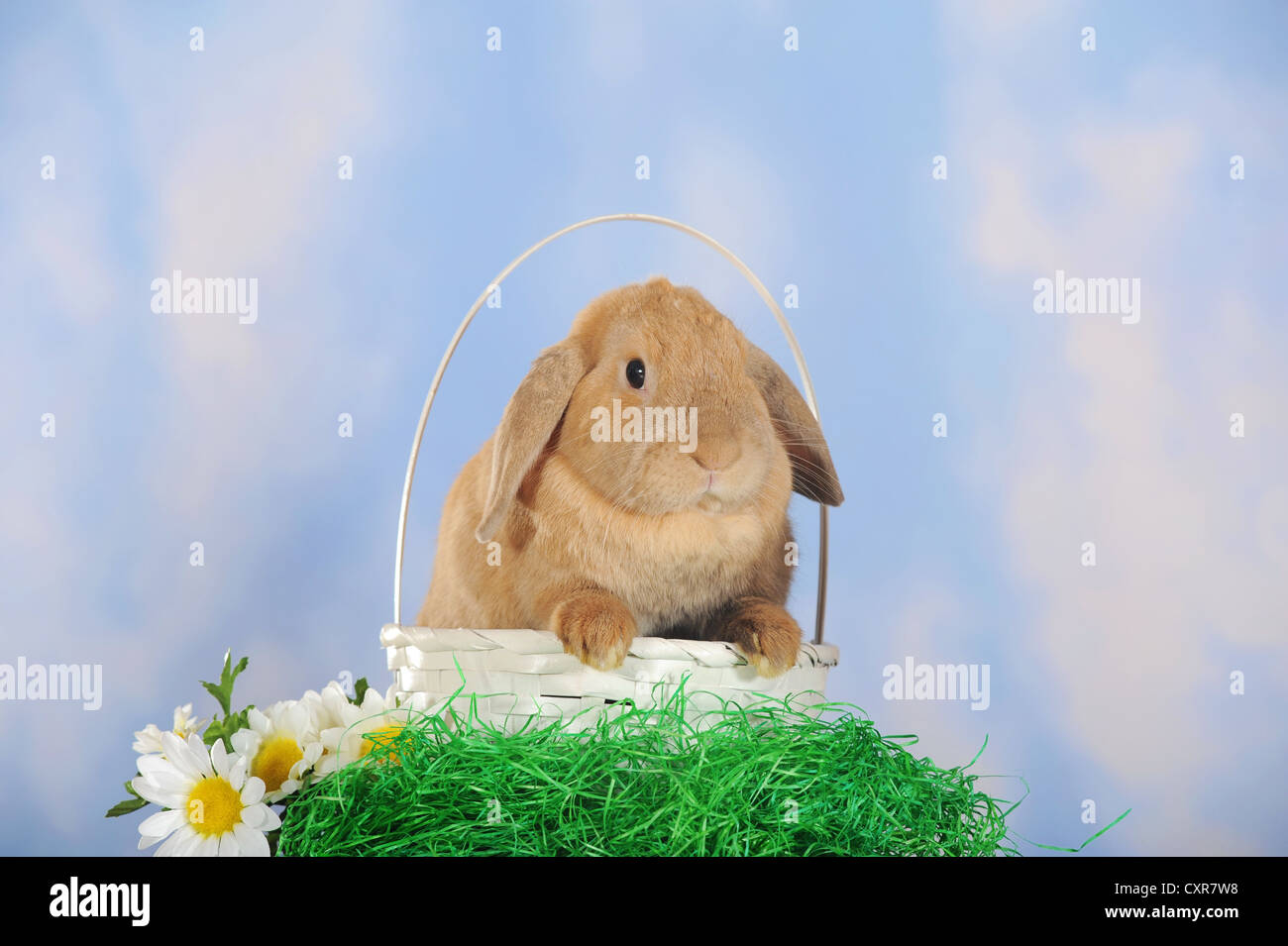 Brown long eared rabbit sitting in a white basket Stock Photo - Alamy