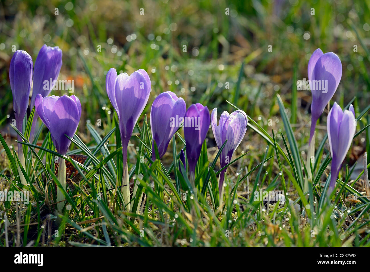 Crocuses (Crocus sp.), purple, in a meadow, Berlin, Germany, Europe ...