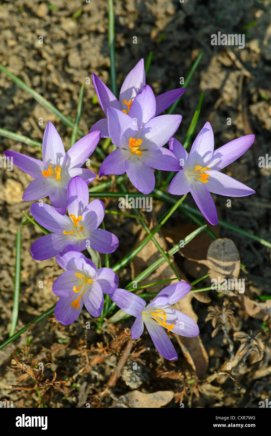 Crocus (Crocus sp.), purple, Berlin, Germany, Europe Stock Photo - Alamy