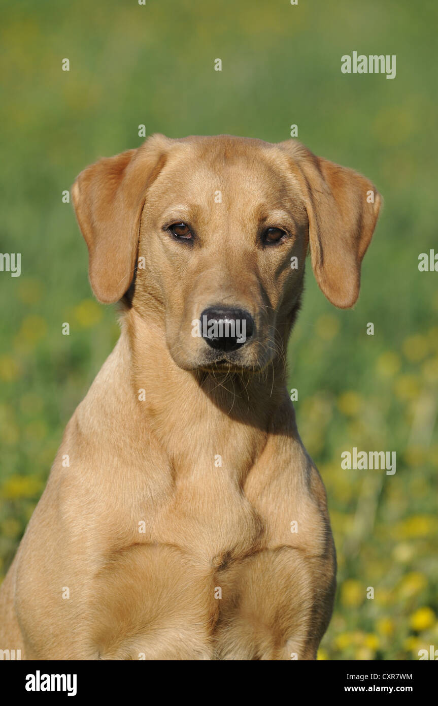 Labrador Retriever, young bitch, yellow coloured, portrait Stock Photo ...