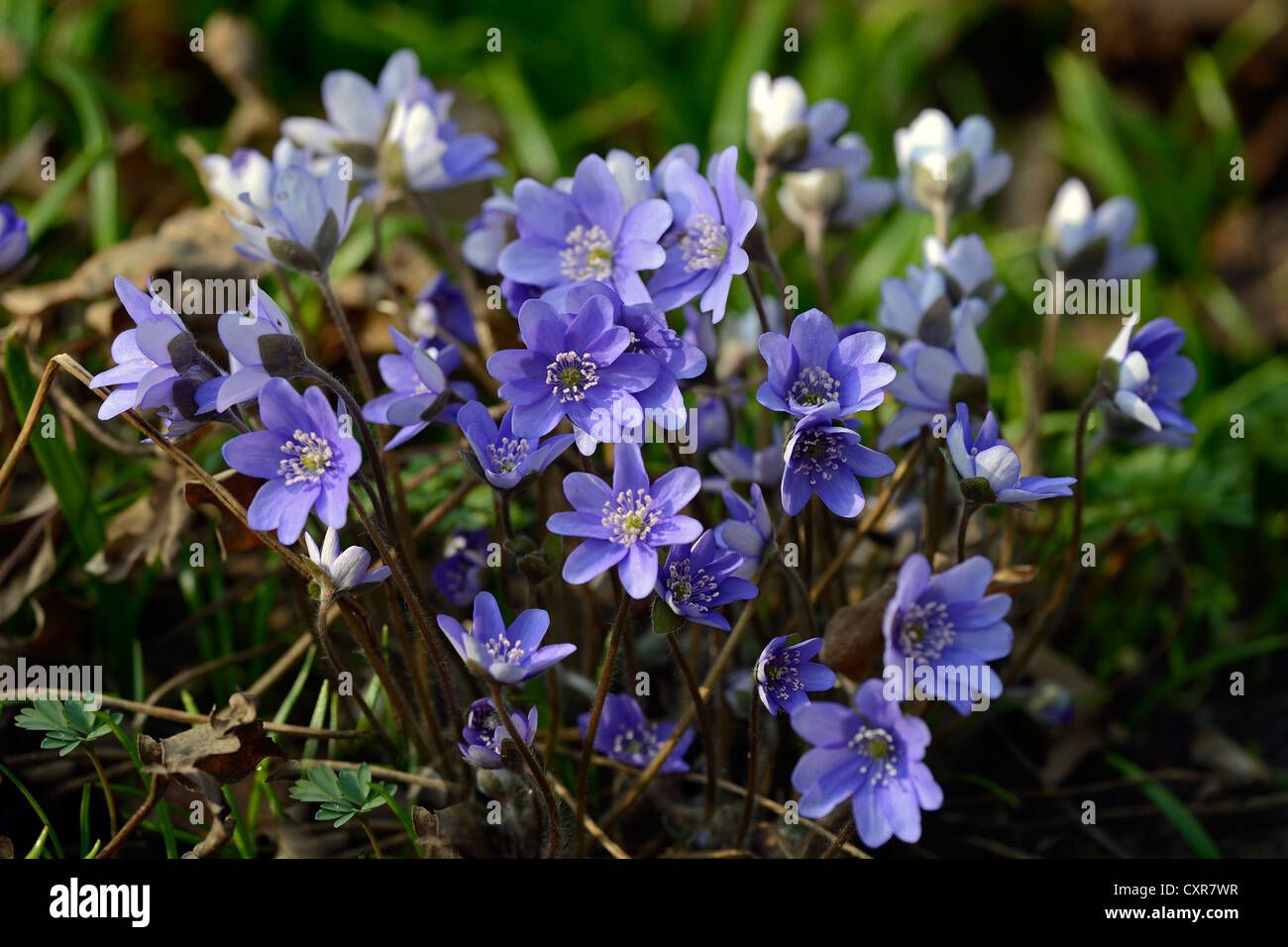 Common hepatica, liverwort, kidneywort (Hepatica nobilis), Berlin ...