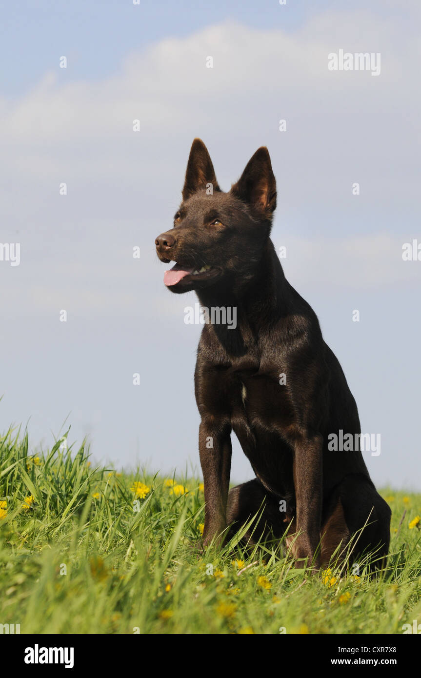 Australian Kelpie, chocolate coloured, sitting in a dandelion meadow ...