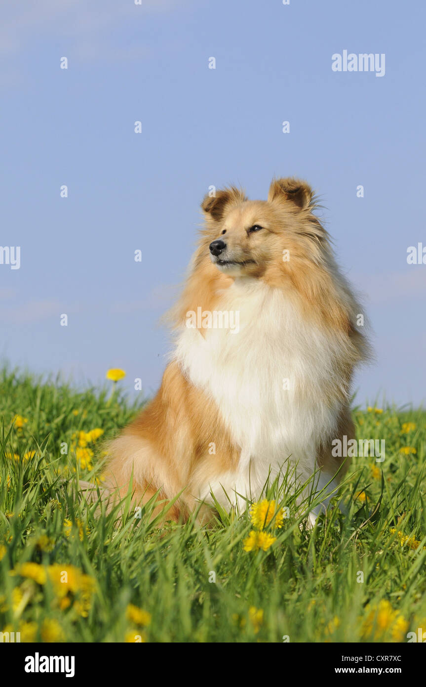 Sheepdog Sitting High Resolution Stock Photography and Images - Alamy