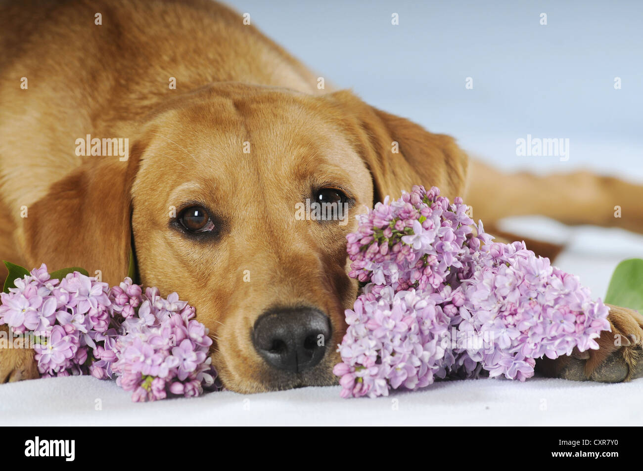 Labrador Retriever, young bitch, yellow coloured, lying next to lilac ...