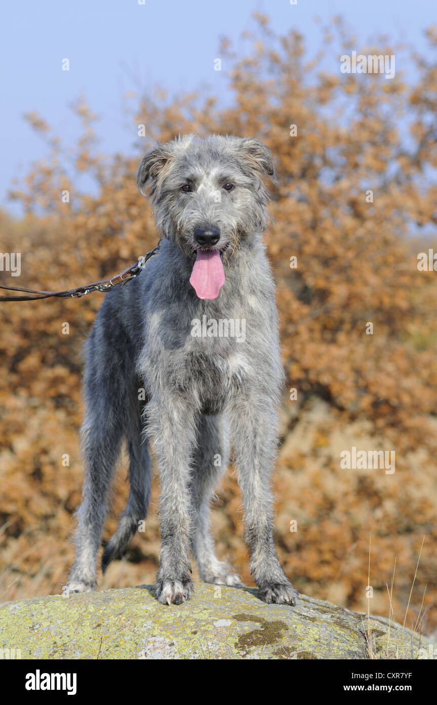 Irish Wolfhound, standing, in autumn Stock Photo - Alamy