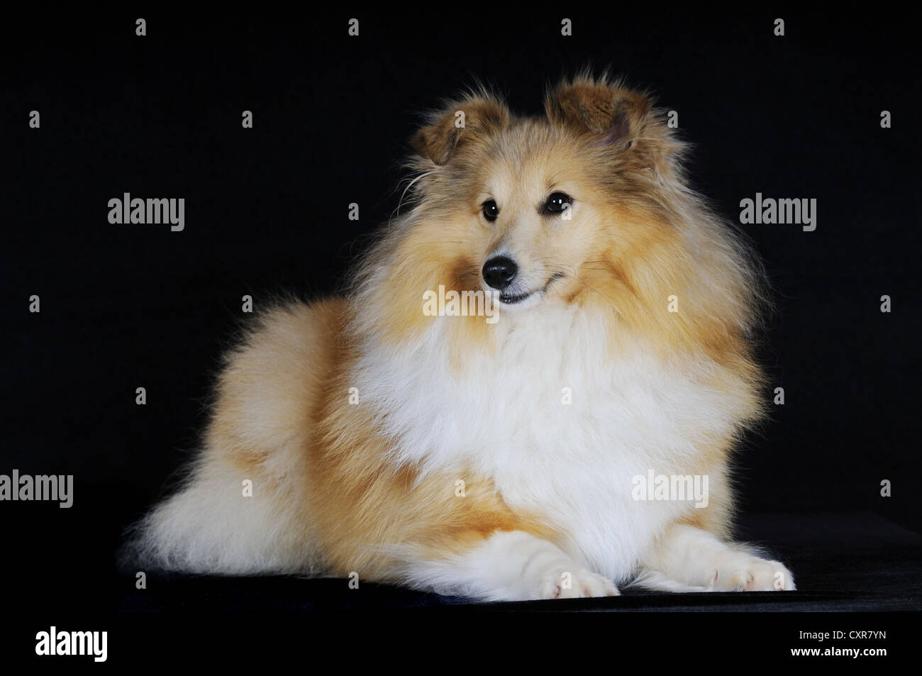 Shetland Sheepdog or Sheltie, sable coloured, lying Stock Photo - Alamy