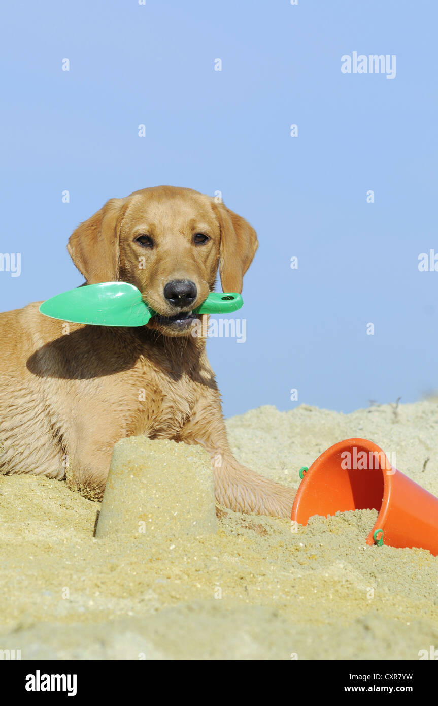Labrador Retriever, young bitch, yellow coloured, lying in the sand ...
