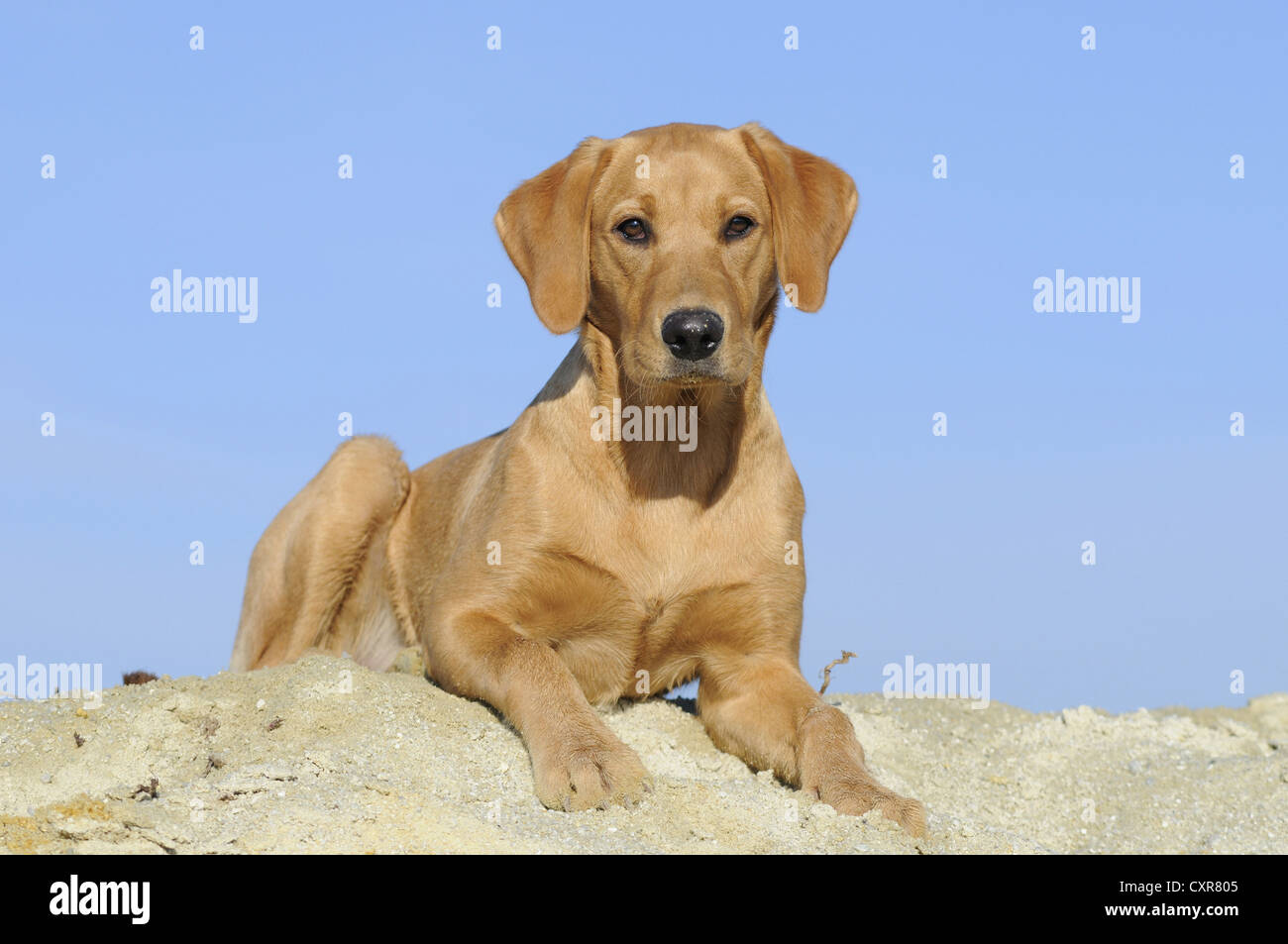 Labrador Retriever, young bitch, yellow coloured, lying in the sand ...