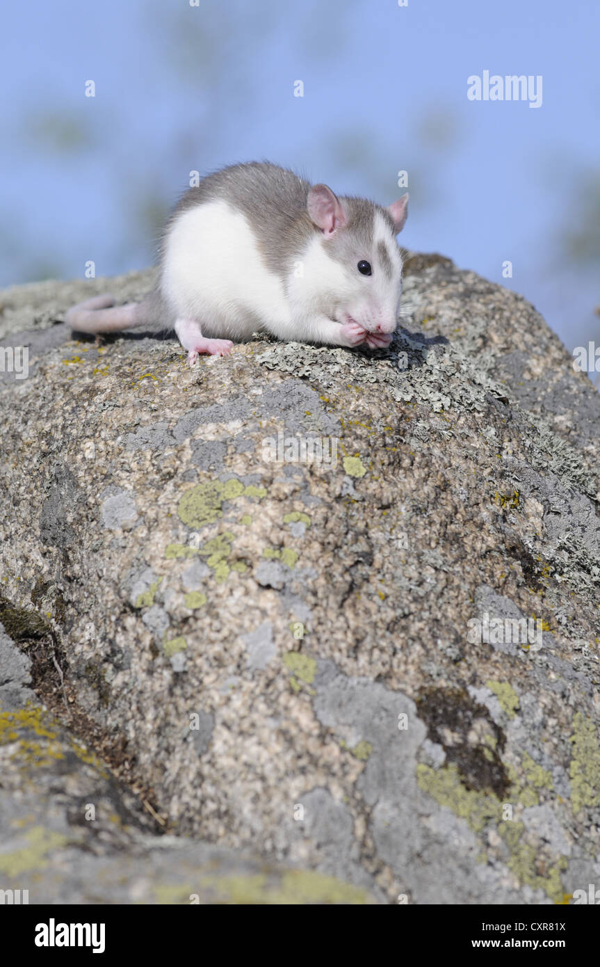 Pet rat on a rock Stock Photo - Alamy