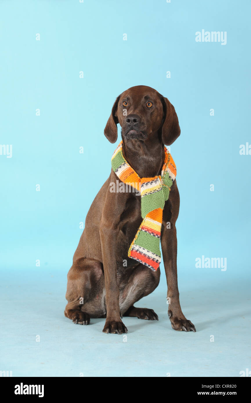 Weimaraner dog breed hi-res stock photography and images - Alamy