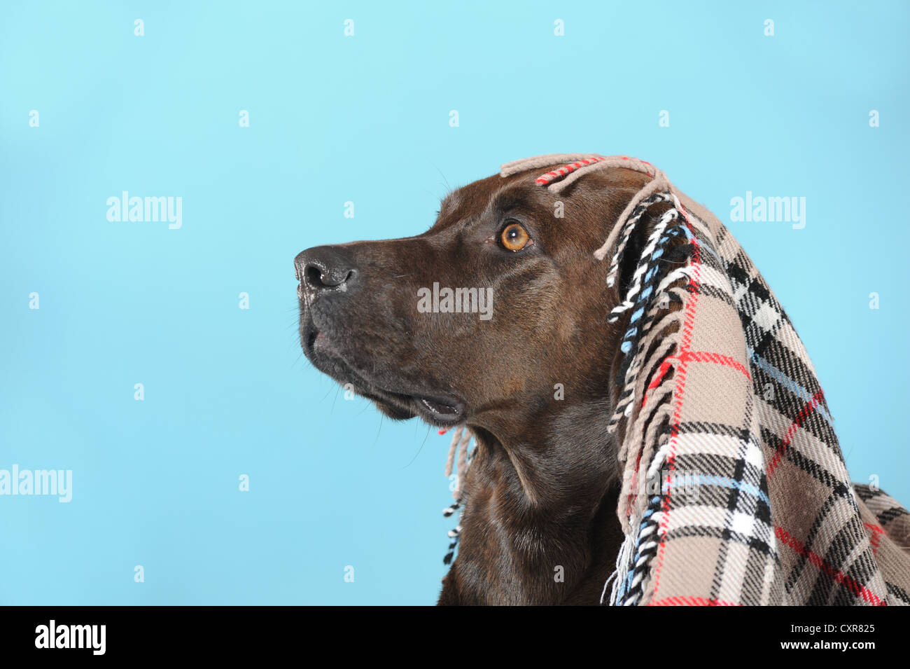 Weimaraner Dog Breed High Resolution Stock Photography and Images - Alamy