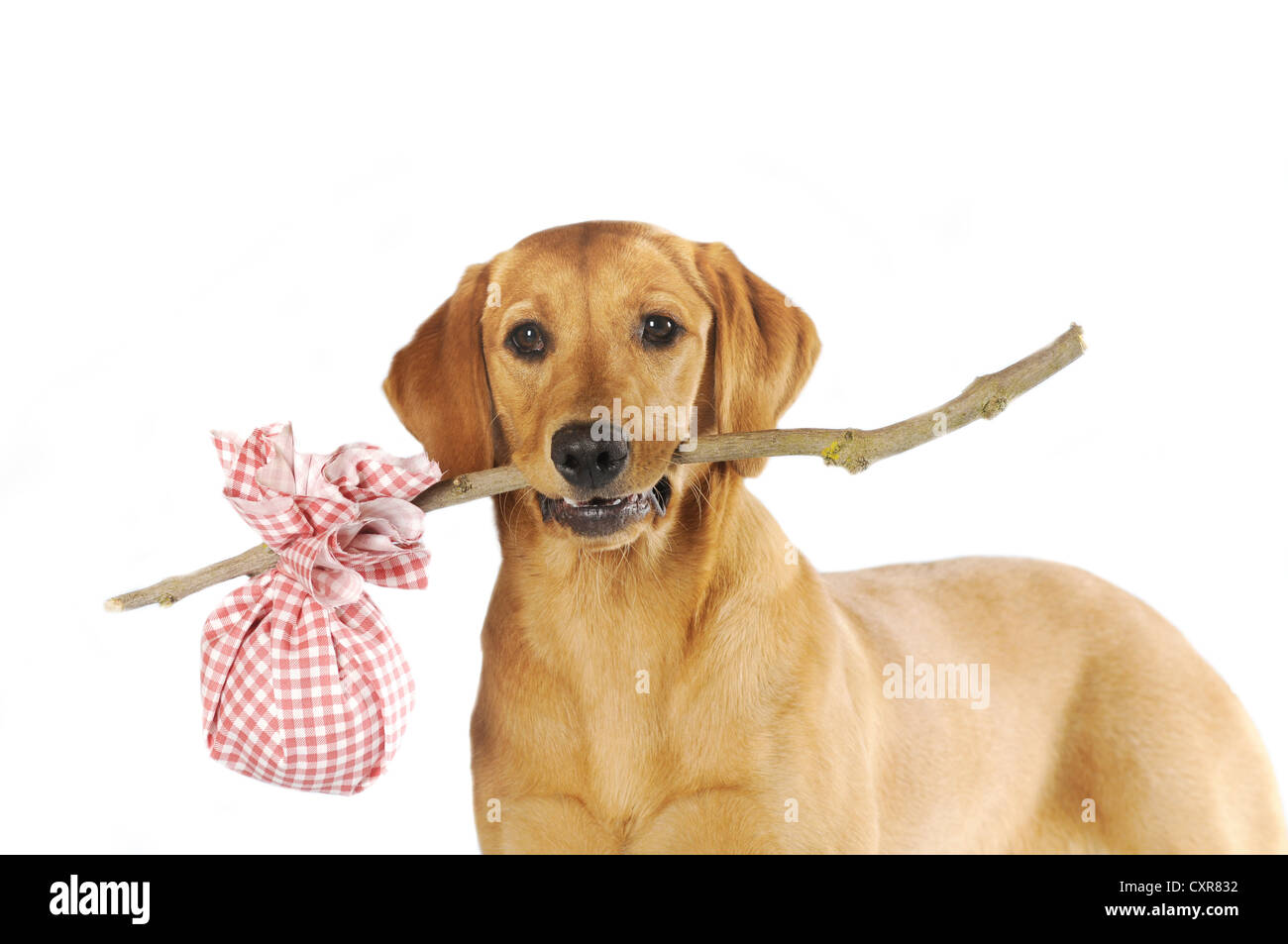 Labrador Retriever, bitch, yellow coloured, holding a stick with a ...