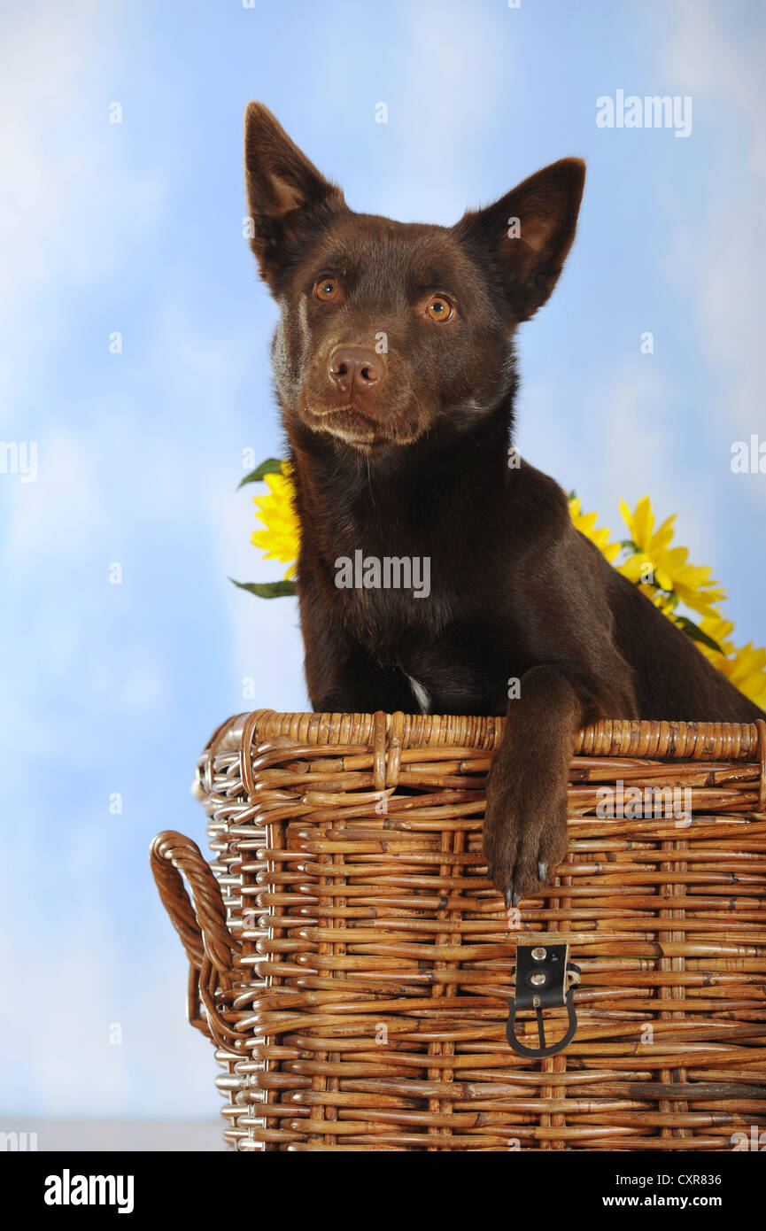 Australian Kelpie, chocolate coloured, in a wicker basket Stock Photo ...