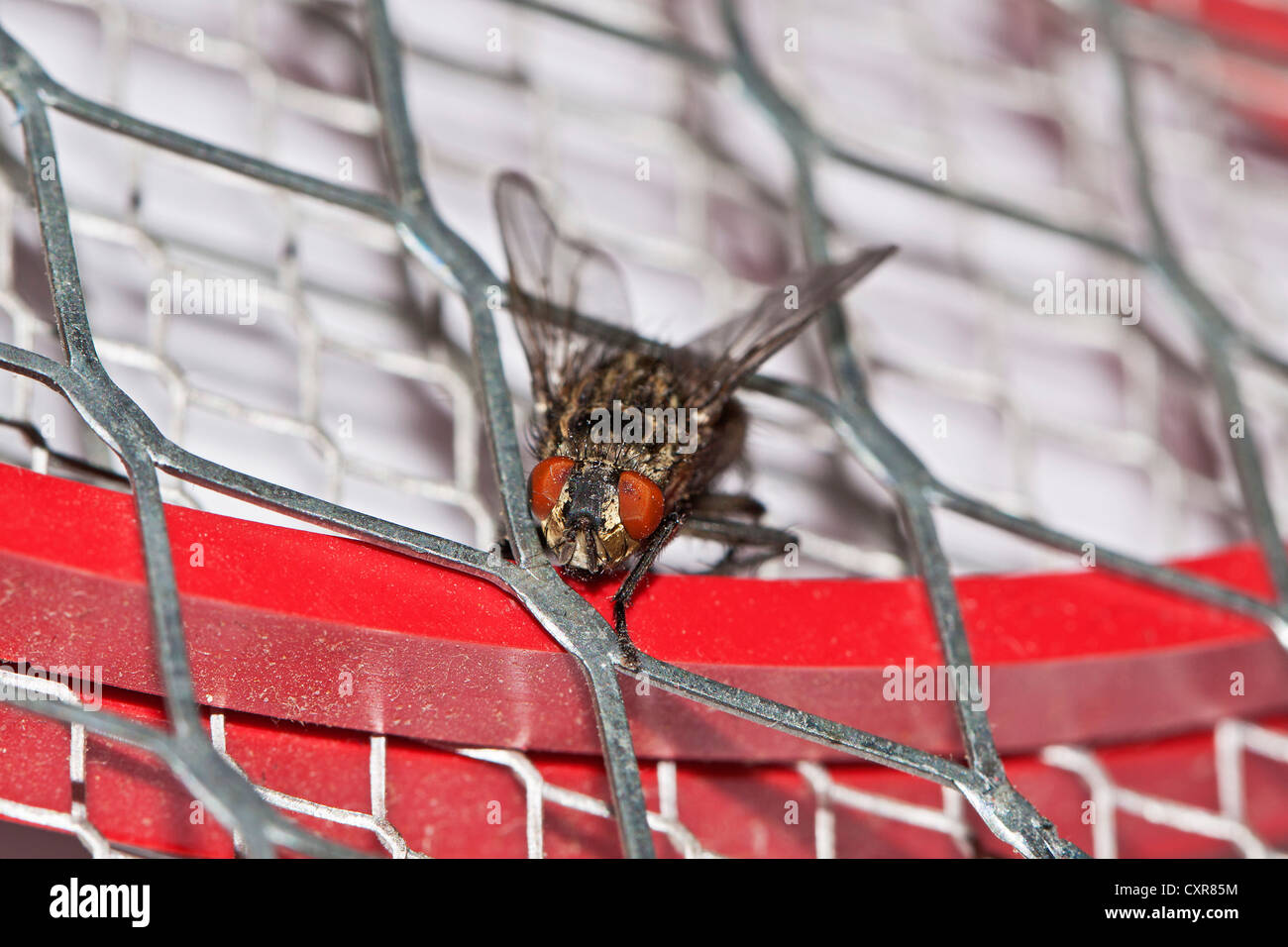 Common house fly (Musca domestica), on electric fly swatter, insect ...