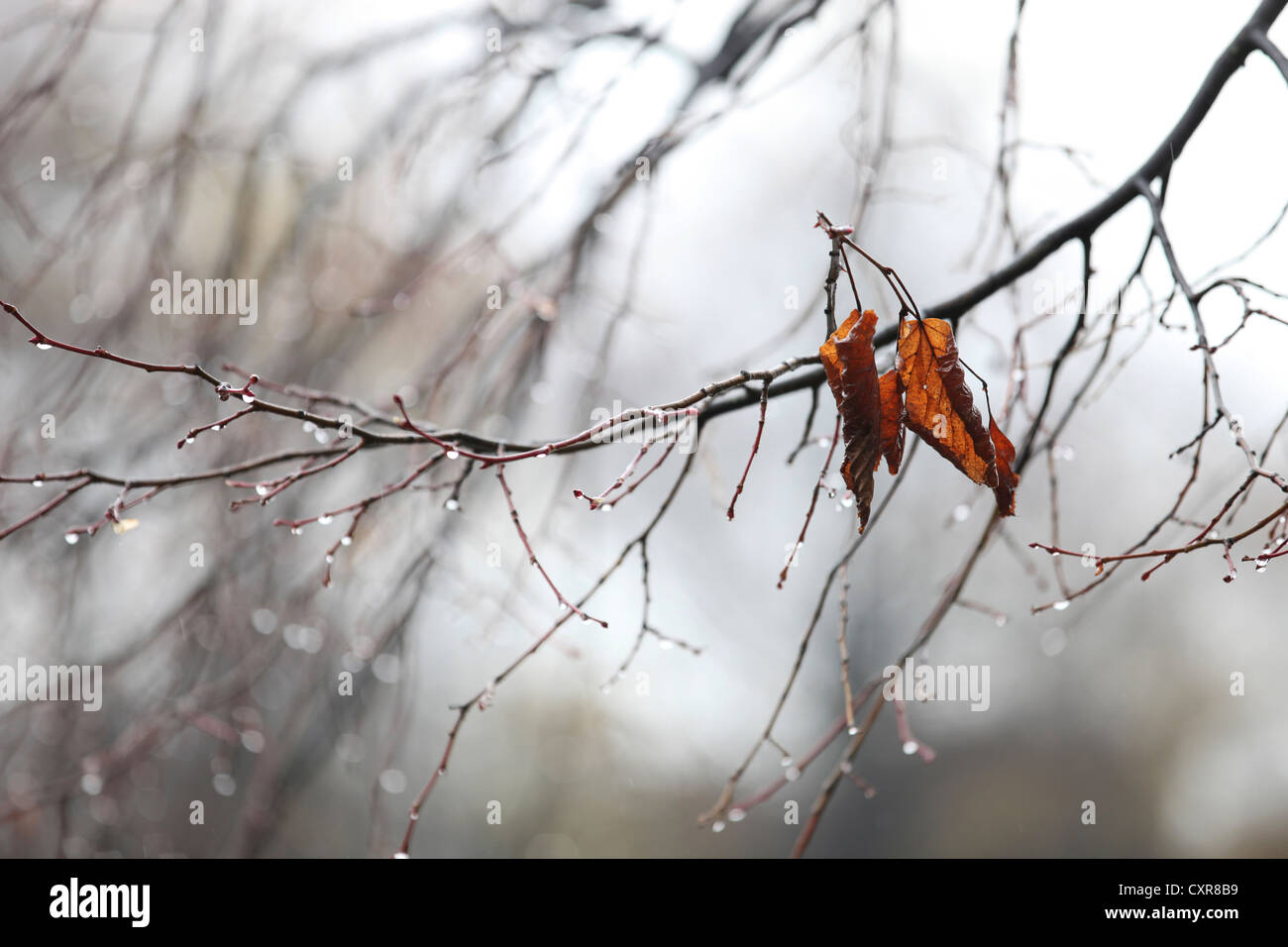 Raindrops and two leaves on a tree branch on a rainy autumn day Stock ...