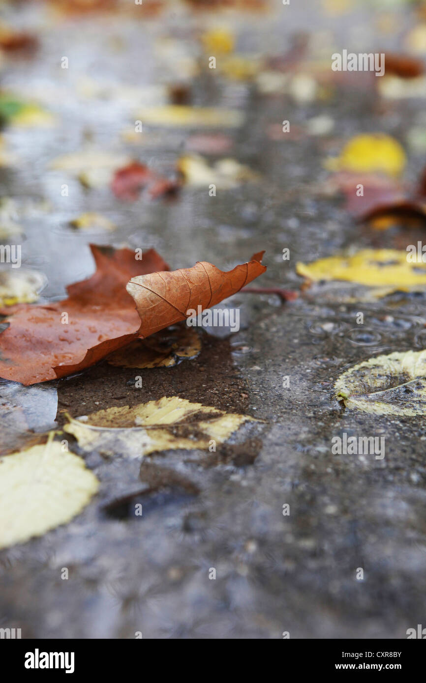 Autumnal coloured leaf lying in a puddle, in autumn Stock Photo - Alamy