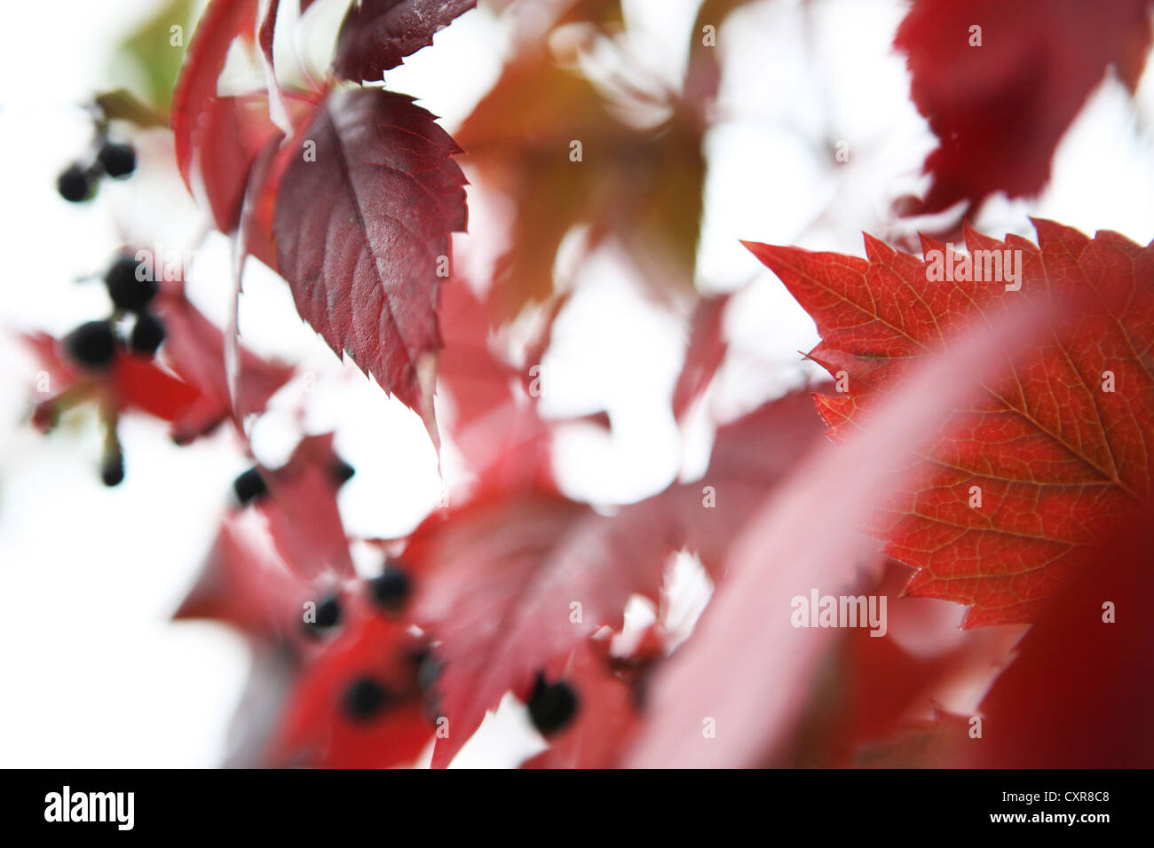 Autumnal coloured foliage in autumn Stock Photo - Alamy