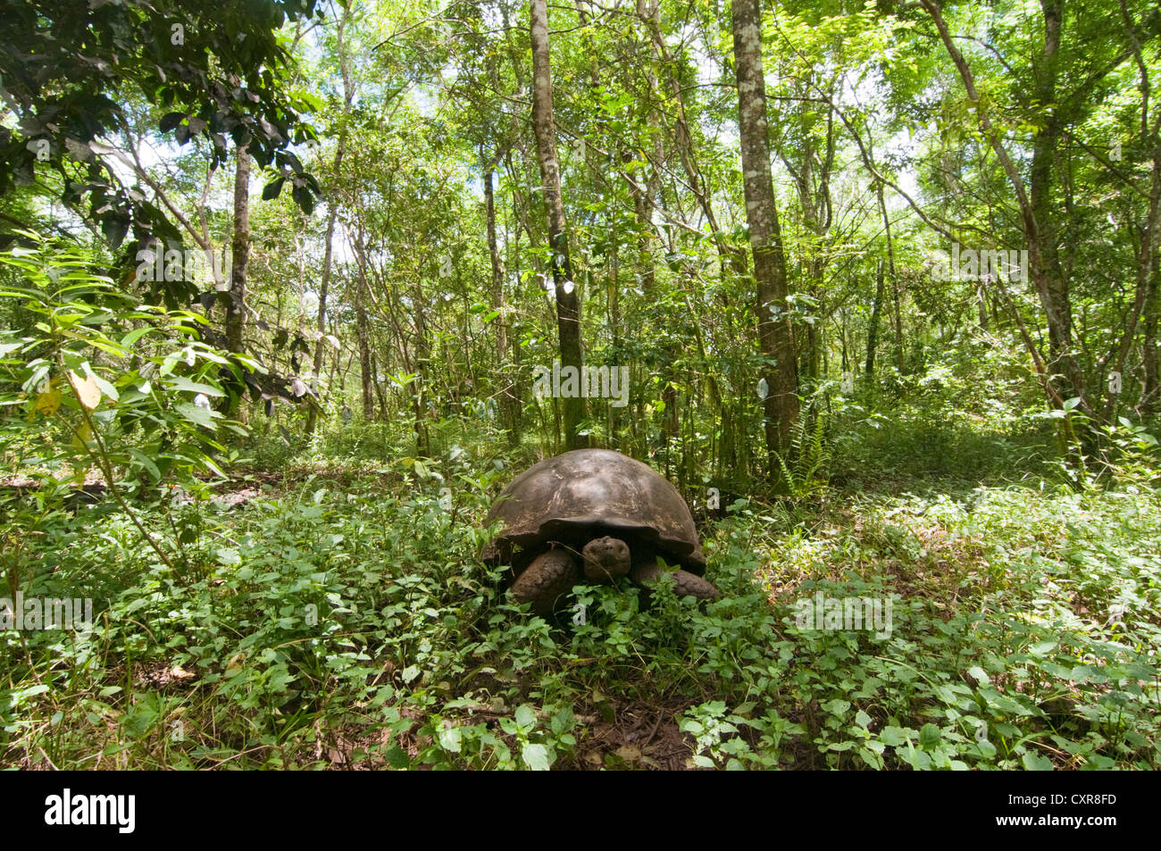 Galapagos santa cruz tortoise hi-res stock photography and images - Alamy