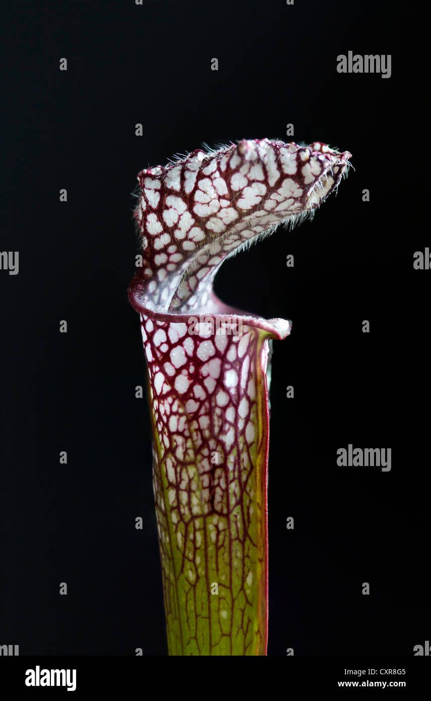 Carnivorous plants single plant hi-res stock photography and images - Alamy