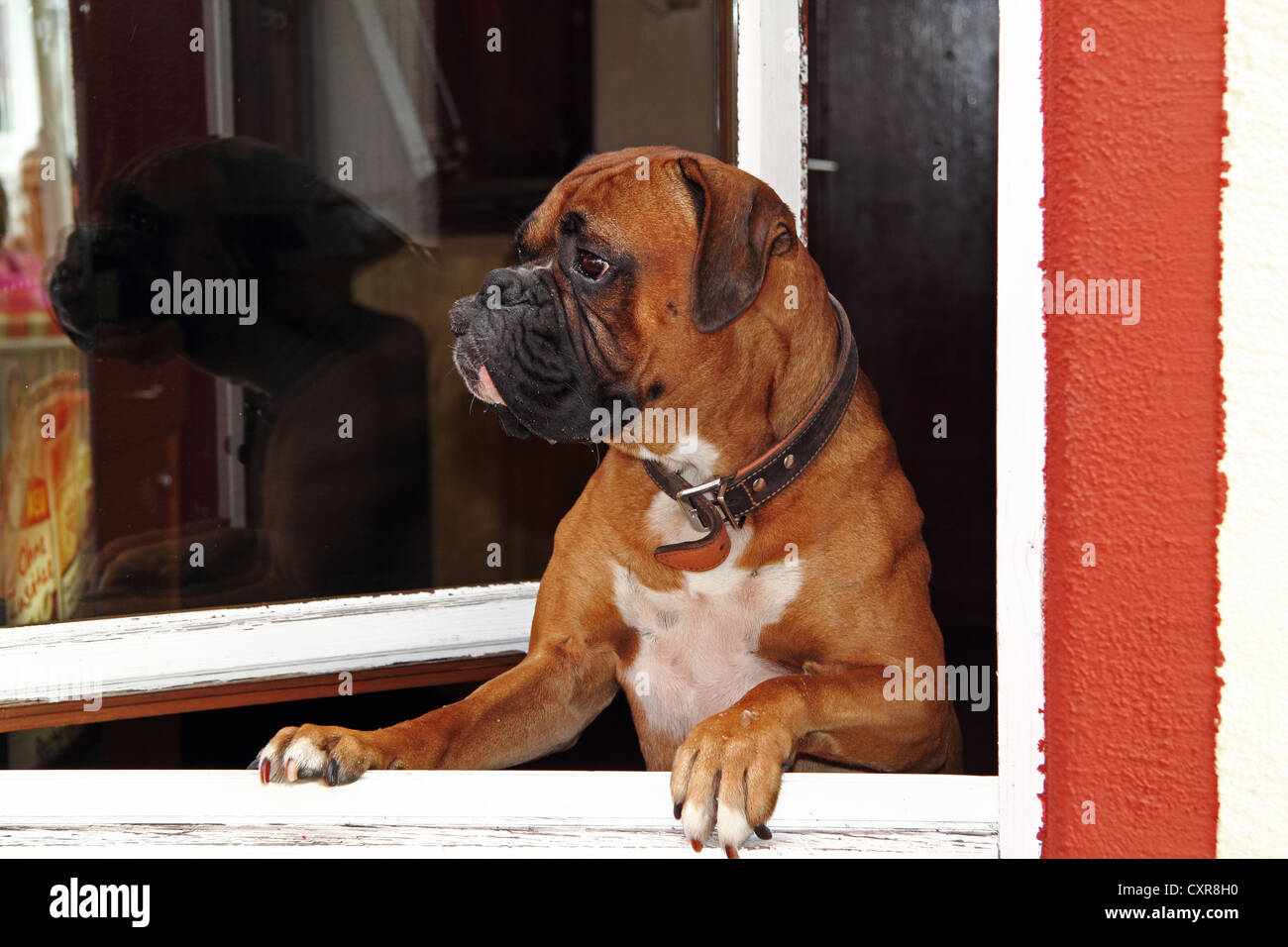 Boxer dog looking through an open window, restaurant, Bad Buchau, Upper ...