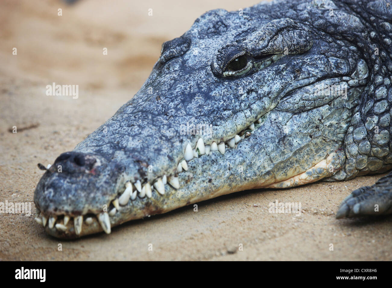 Nile crocodile or common crocodile (Crocodylus niloticus), in the zoo ...