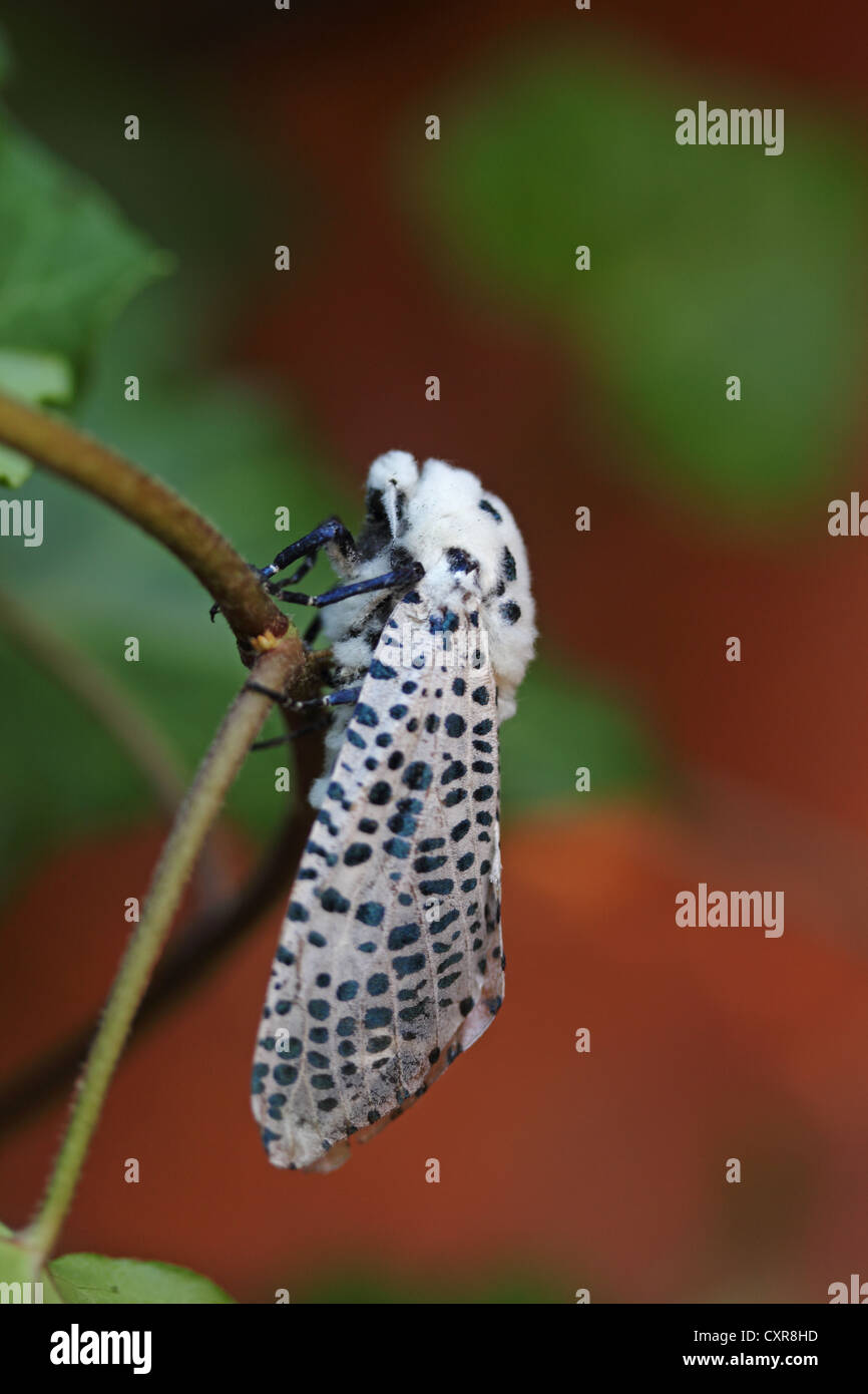 Wood leopard moth zeuzera pyrina hi-res stock photography and images ...