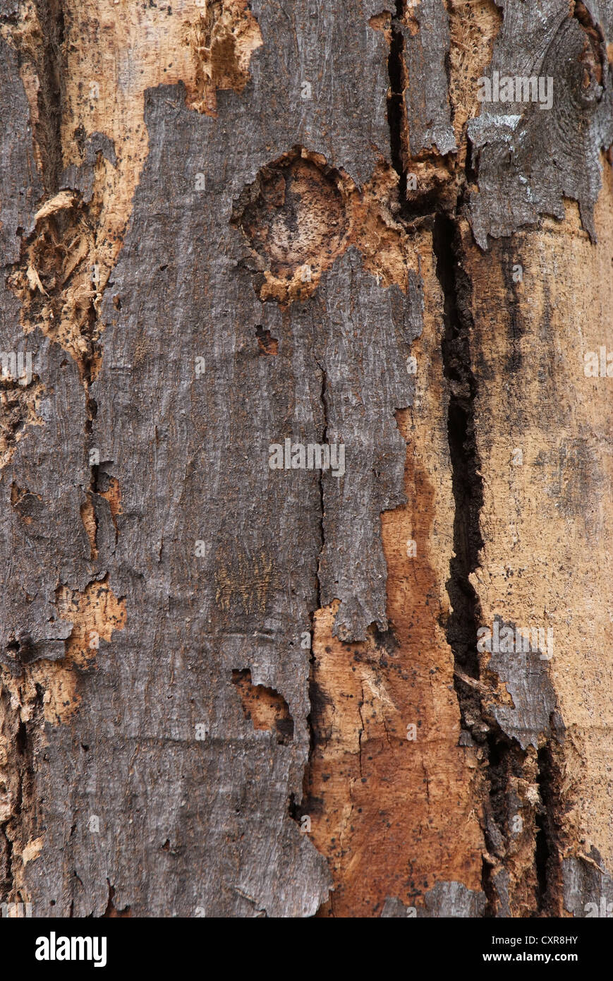 Close-up of fracture on the bark Stock Photo - Alamy