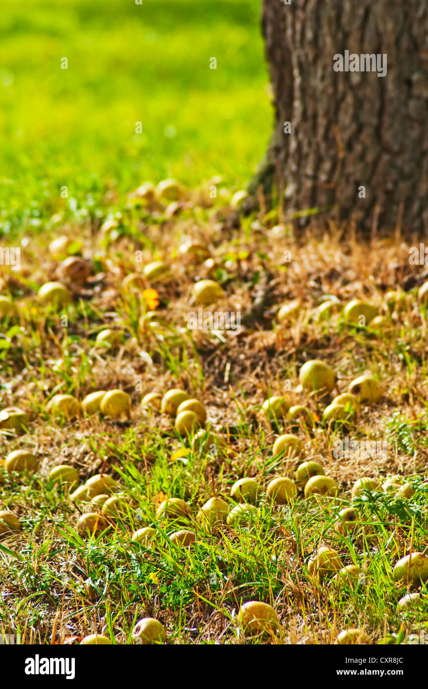Fallen food waste hi-res stock photography and images - Alamy
