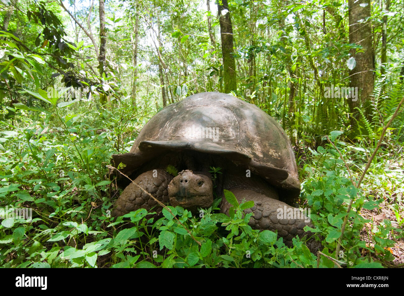 Galapagos tortoise santa cruz hi-res stock photography and images - Alamy