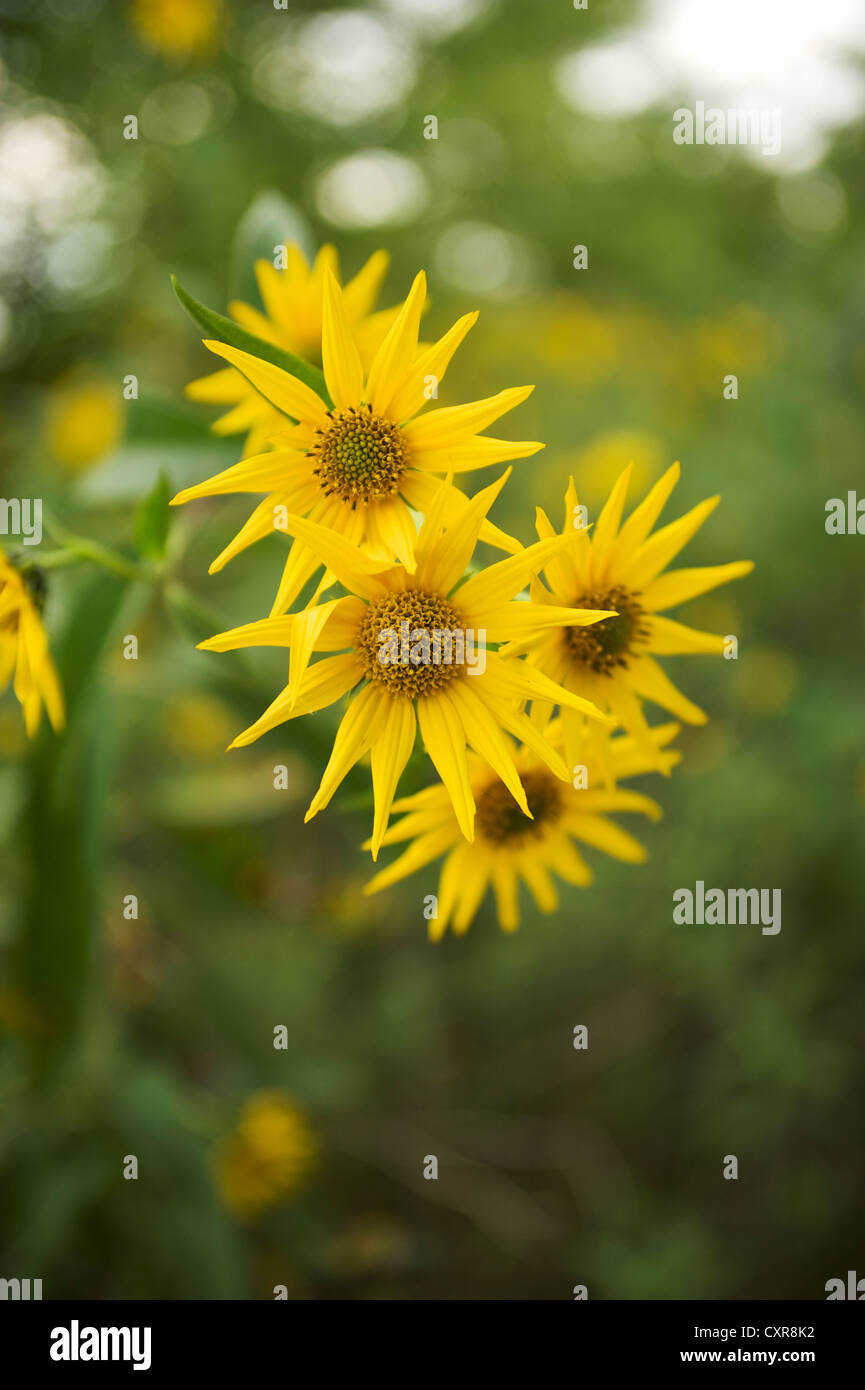 Leaved aster hi-res stock photography and images - Alamy