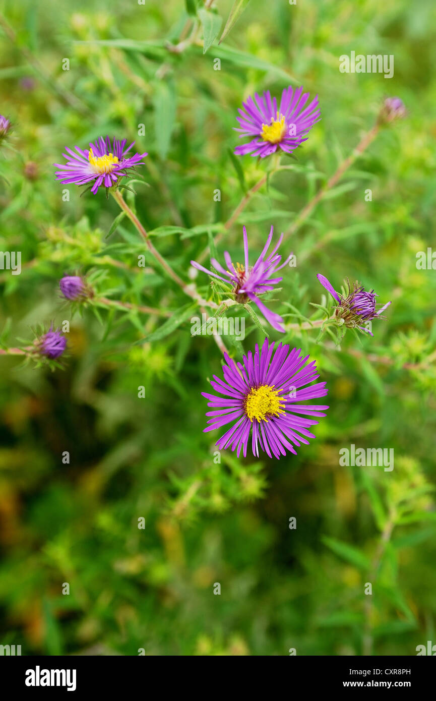 Aster flower of england hi-res stock photography and images - Alamy
