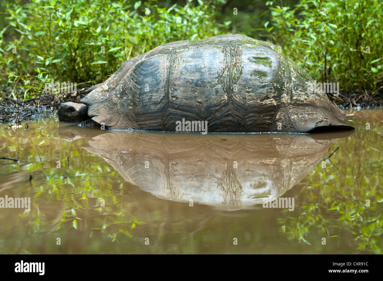 Giant tortoise, Santa Cruz, Galapagos Stock Photo - Alamy