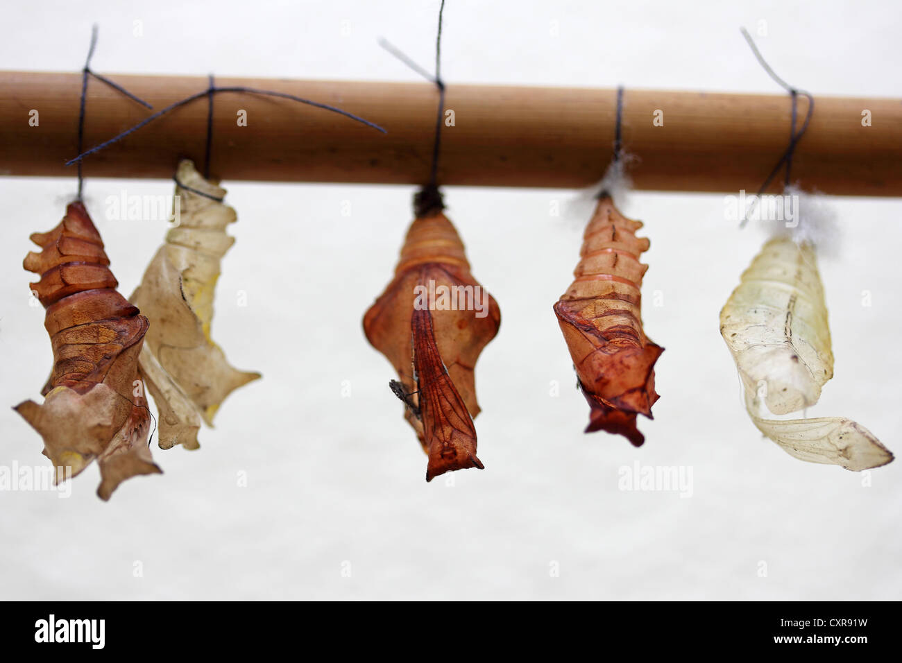 Butterfly pupae hi-res stock photography and images - Alamy