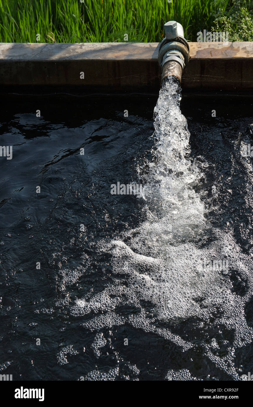 Water being pumped to a storage tank before going onto a rice paddy for ...