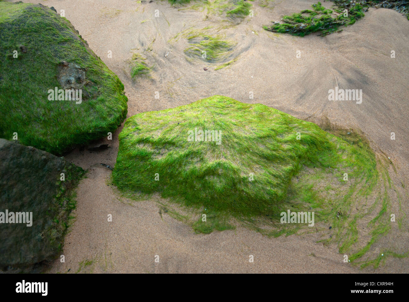 Moss laden stones at the Devbag Beach Resort , Jungle Lodges , Karwar ...