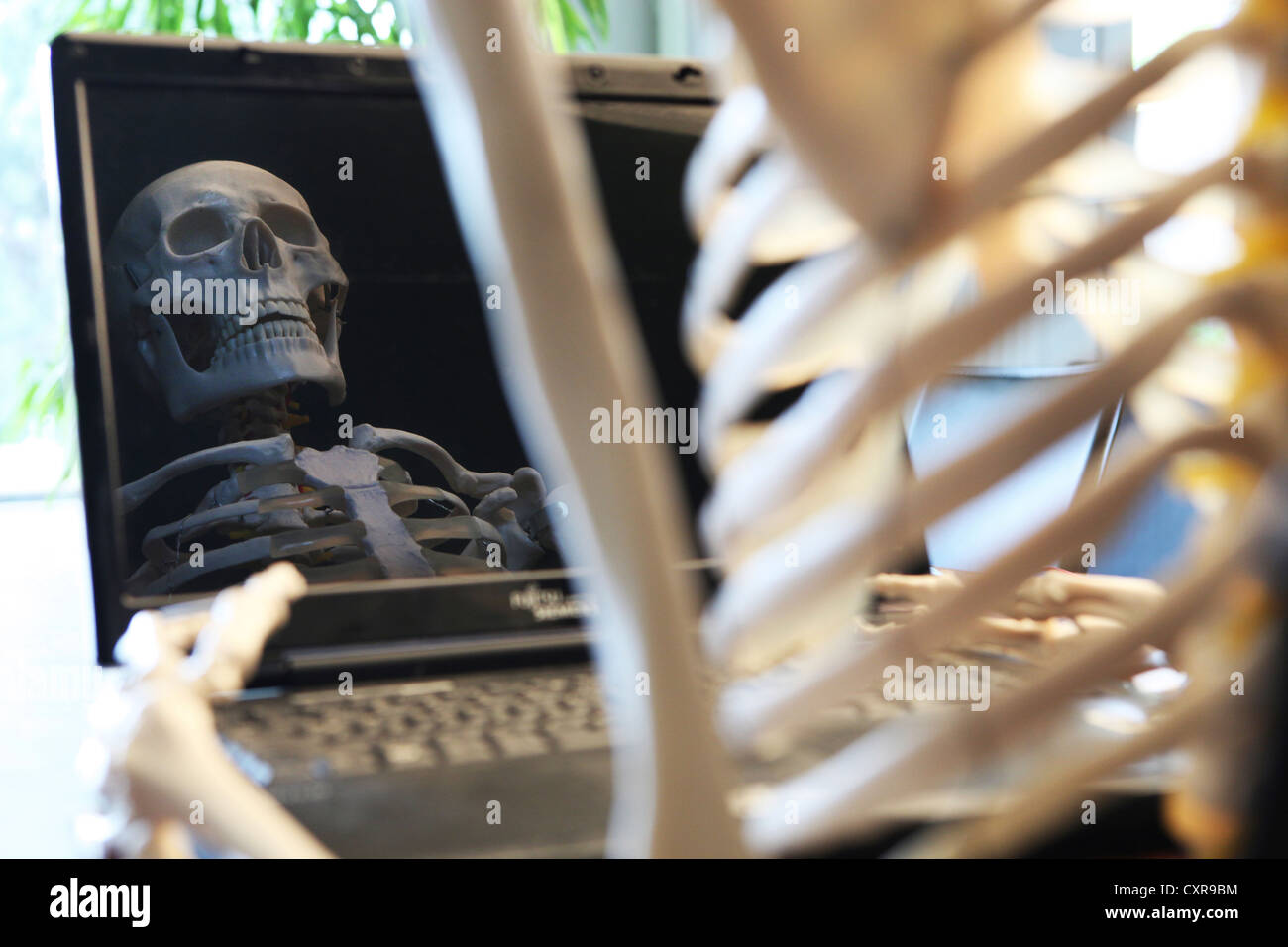 Skeleton using a computer with the skull reflected in the monitor Stock ...