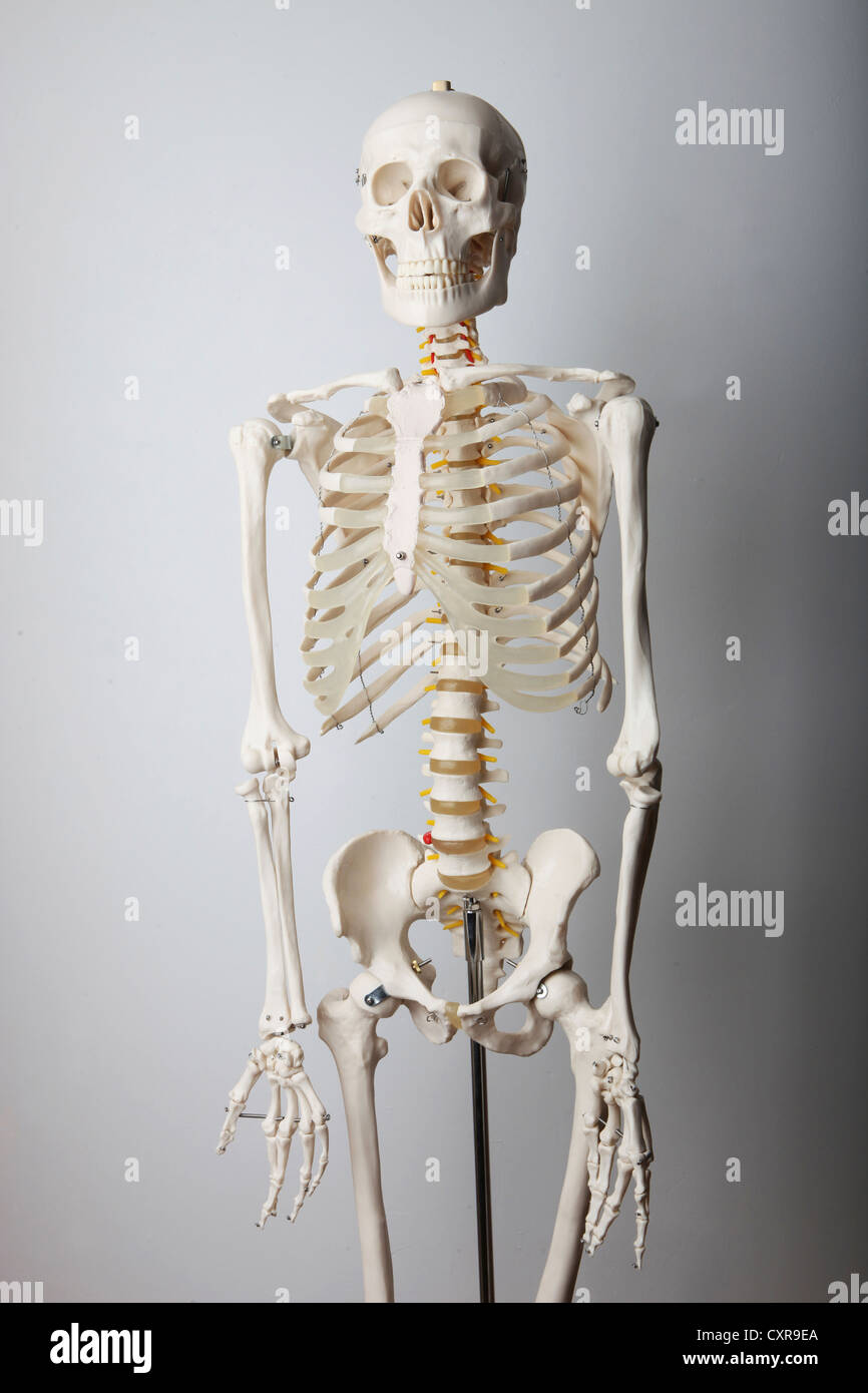 Photo skeleton hi-res stock photography and images - Alamy