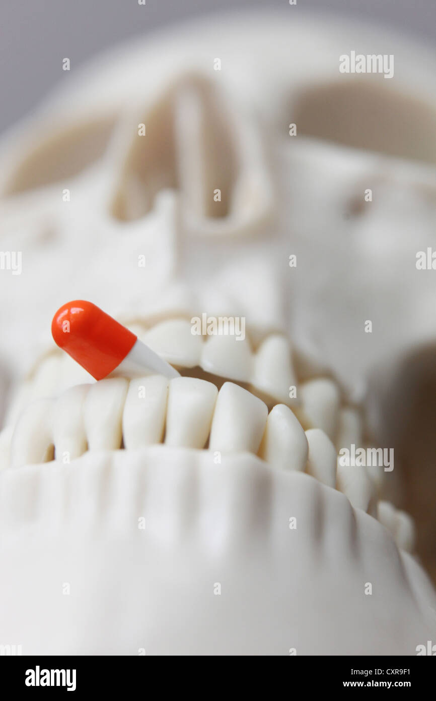 Skeleton teeth hi-res stock photography and images - Alamy