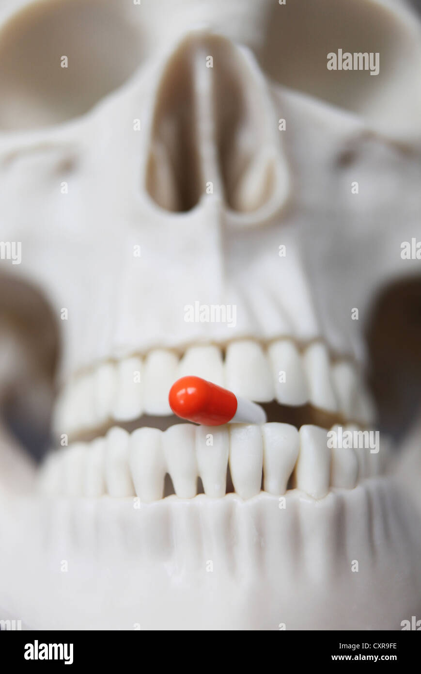 Skeleton teeth hi-res stock photography and images - Alamy